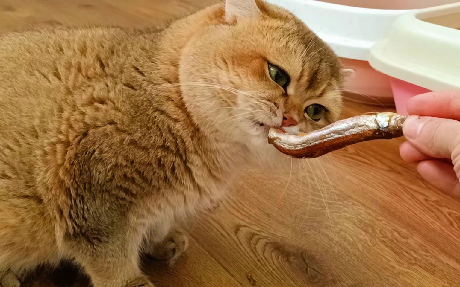 How deep is the cat's obsession with small dried fish? - need cats to ...